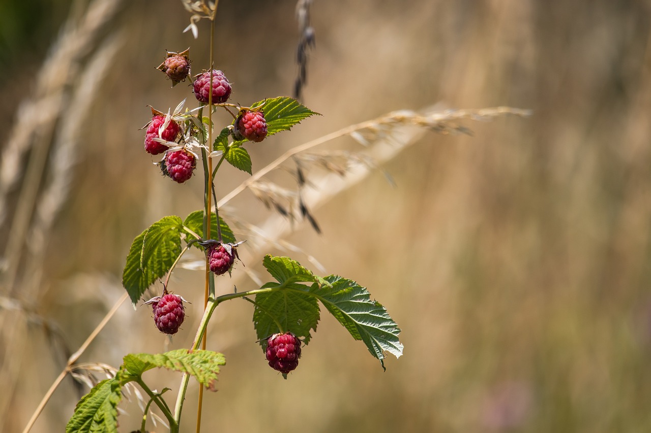 Raspberry Leaf for Women's Health | Benefits | Harvesting | How to brew ...
